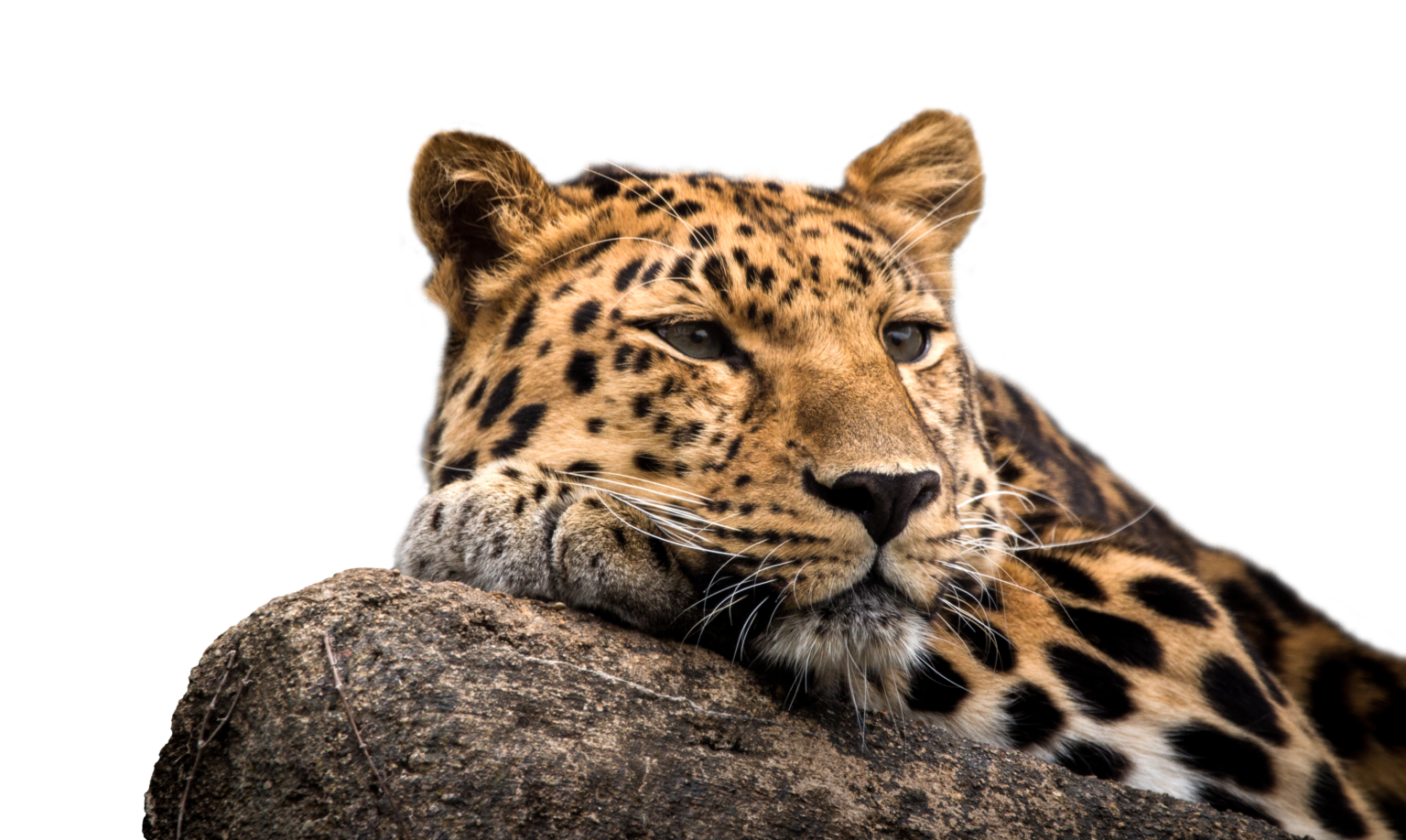 Leopardo dell’Amur – Parco Zoo Punta Verde