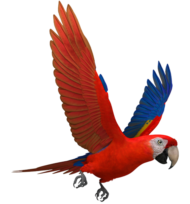 Ara macao – Parco Zoo Punta Verde