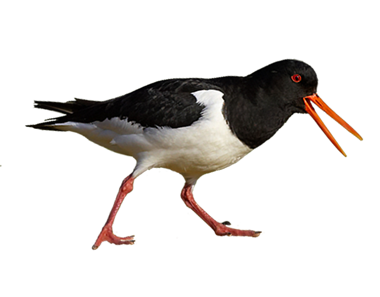 Beccaccia di mare – Parco Zoo Punta Verde