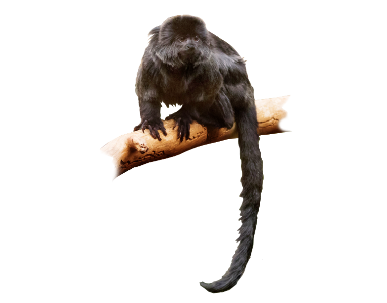 Callimico di Goeldi – Parco Zoo Punta Verde