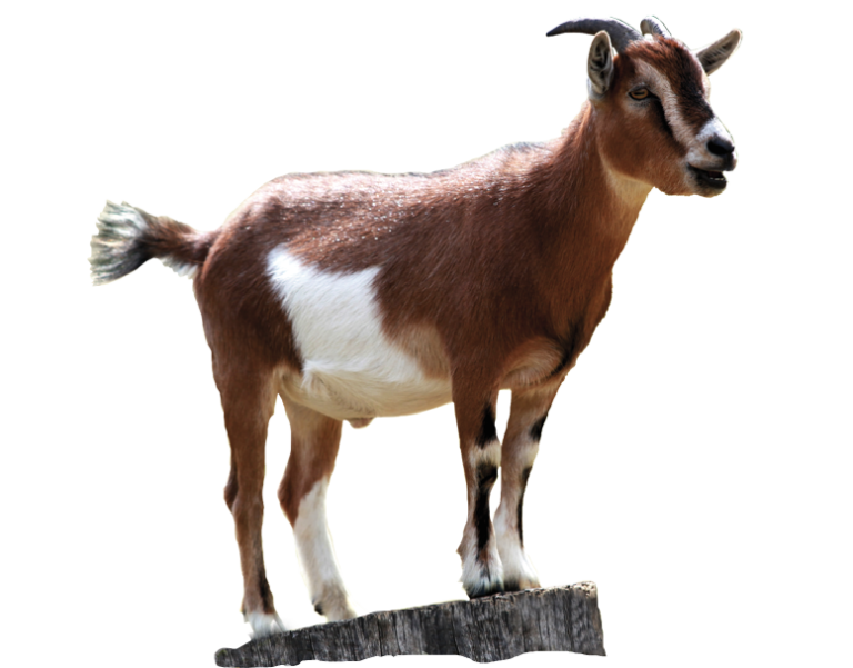 Capretta Tibetana – Parco Zoo Punta Verde