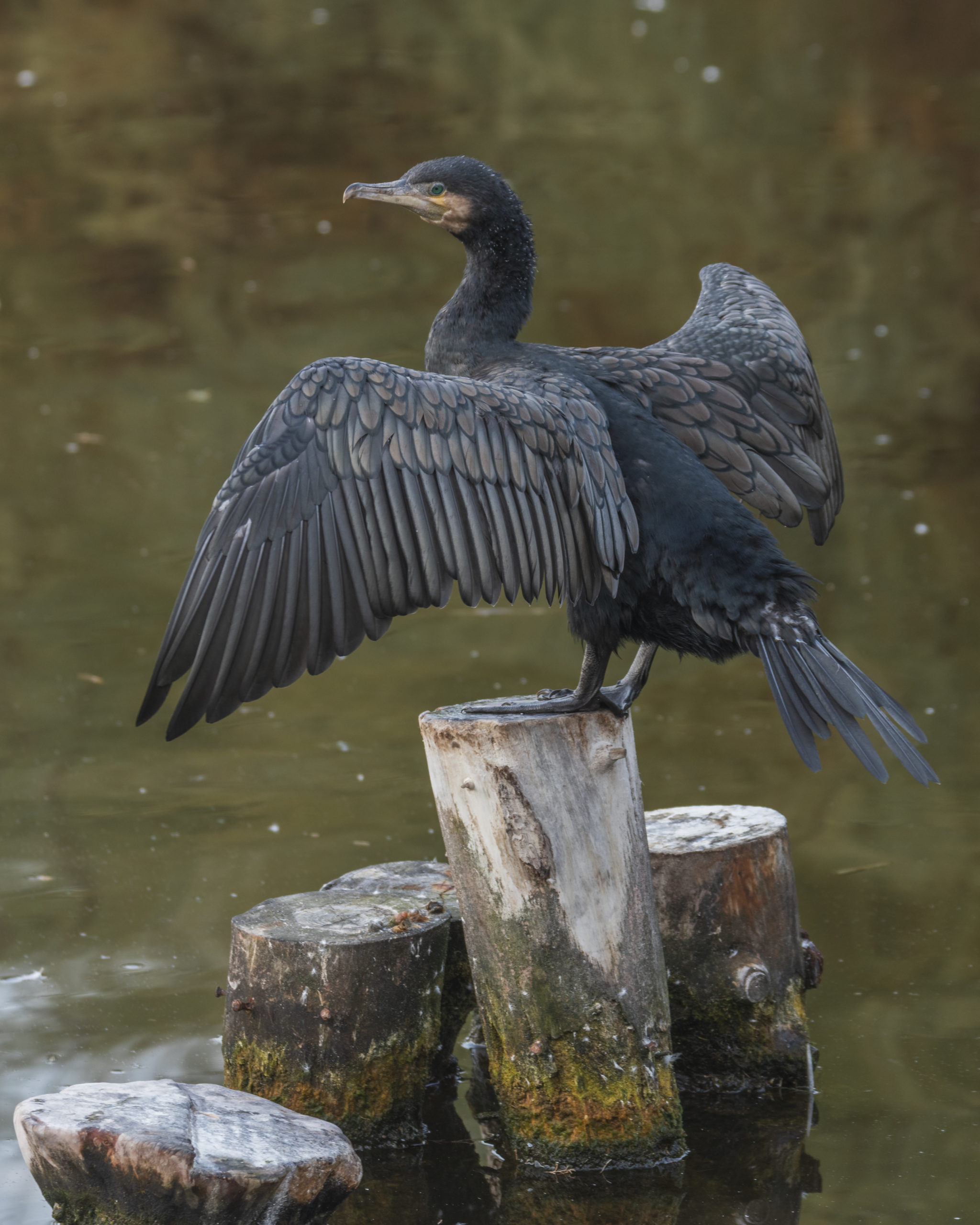 Cormorano – Parco Zoo Punta Verde