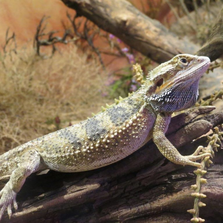 Drago barbuto – Parco Zoo Punta Verde