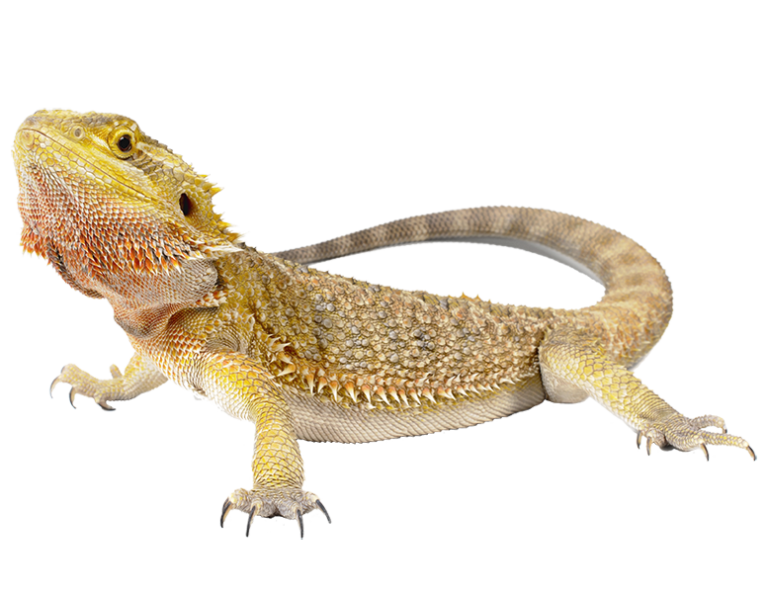 Drago barbuto – Parco Zoo Punta Verde