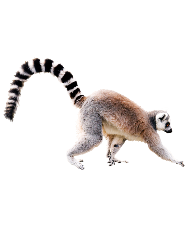 Lemure dalla coda ad anelli – Parco Zoo Punta Verde