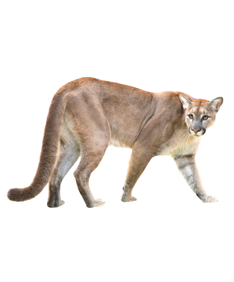 Puma – Parco Zoo Punta Verde