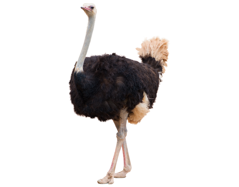 Struzzo – Parco Zoo Punta Verde