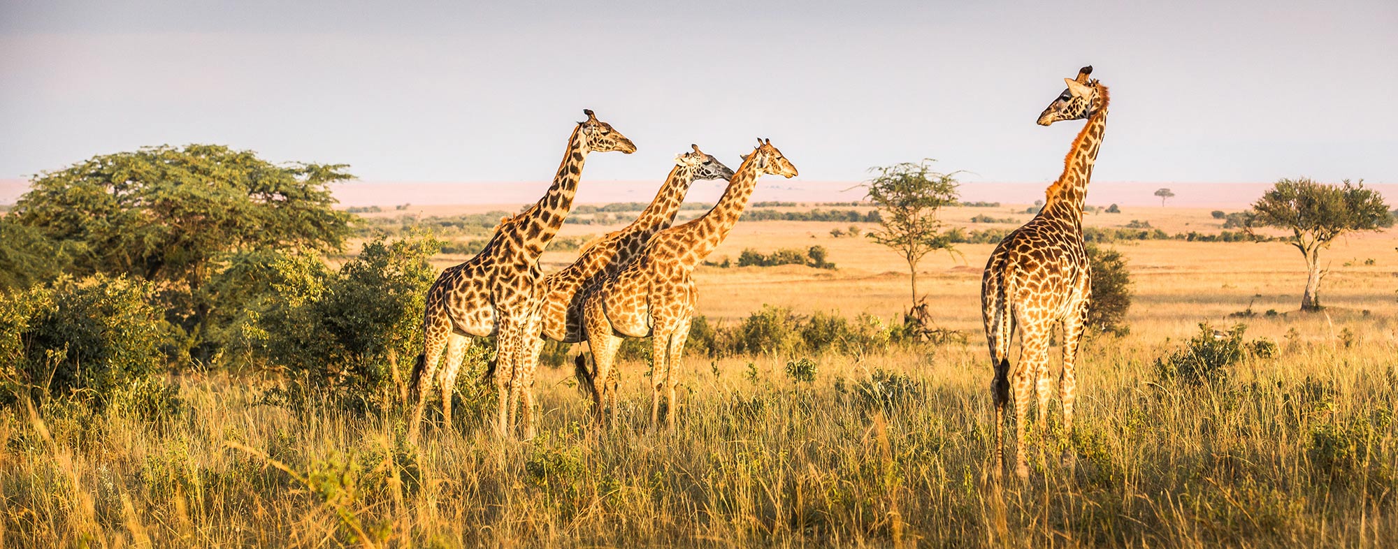 Close encounters with the giraffes – Parco Zoo Punta Verde
