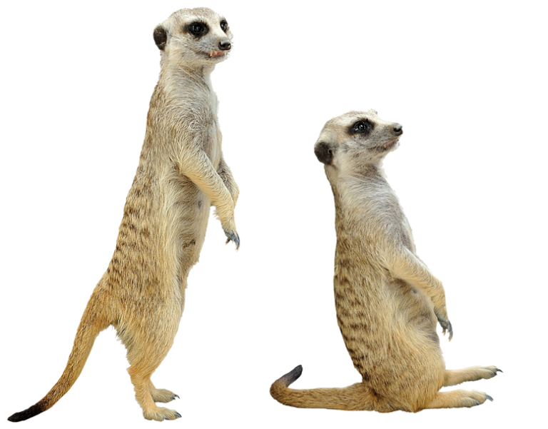 Suricato – Parco Zoo Punta Verde