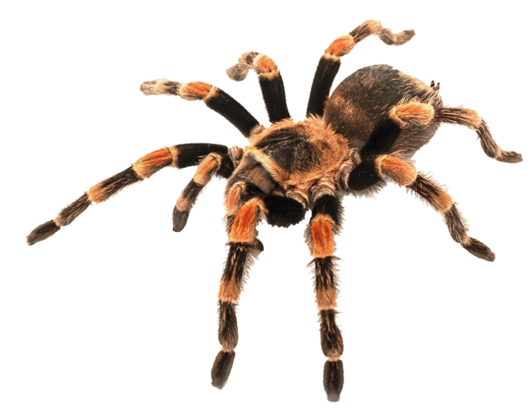 Tarantola – Parco Zoo Punta Verde