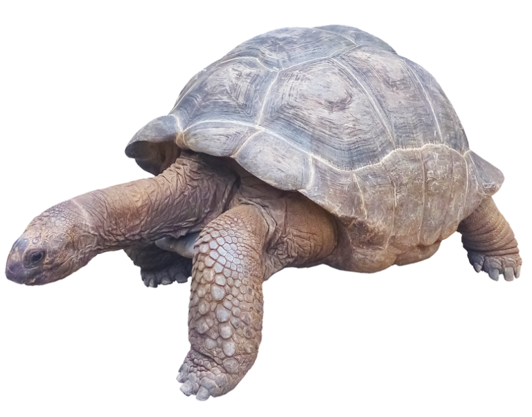 Testuggine delle Seychelles – Parco Zoo Punta Verde