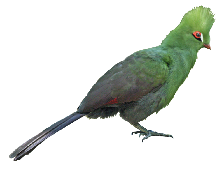 Turaco Verde – Parco Zoo Punta Verde