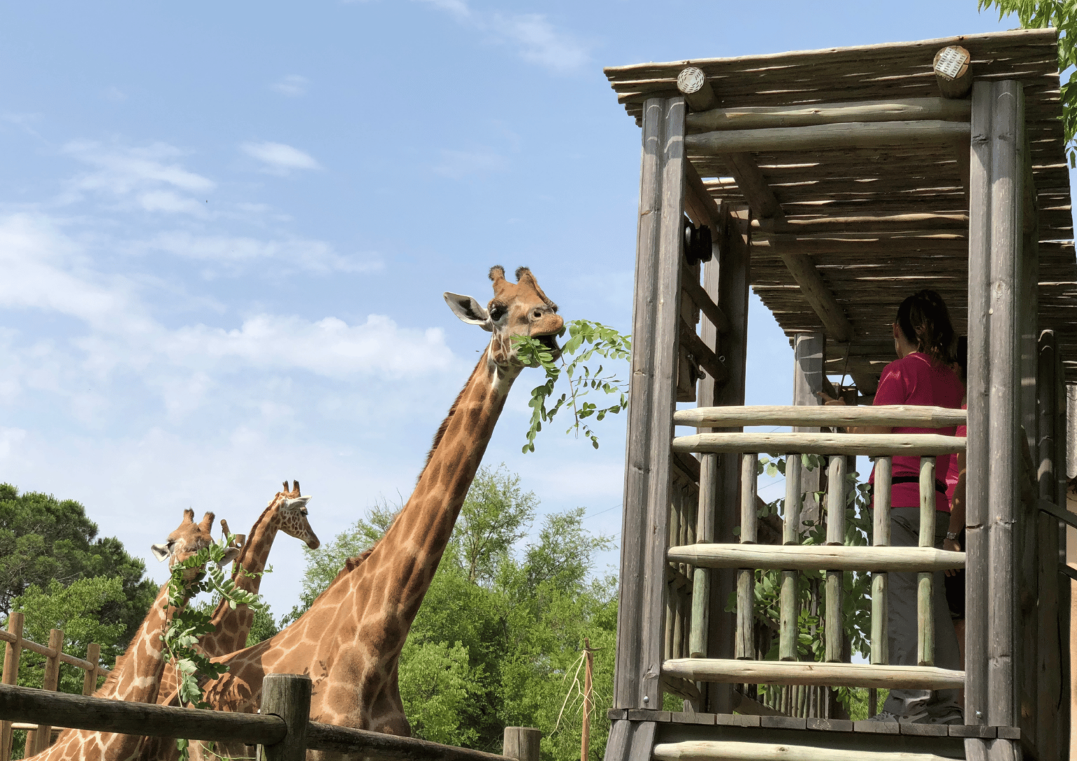 Close encounters with the giraffes – Parco Zoo Punta Verde